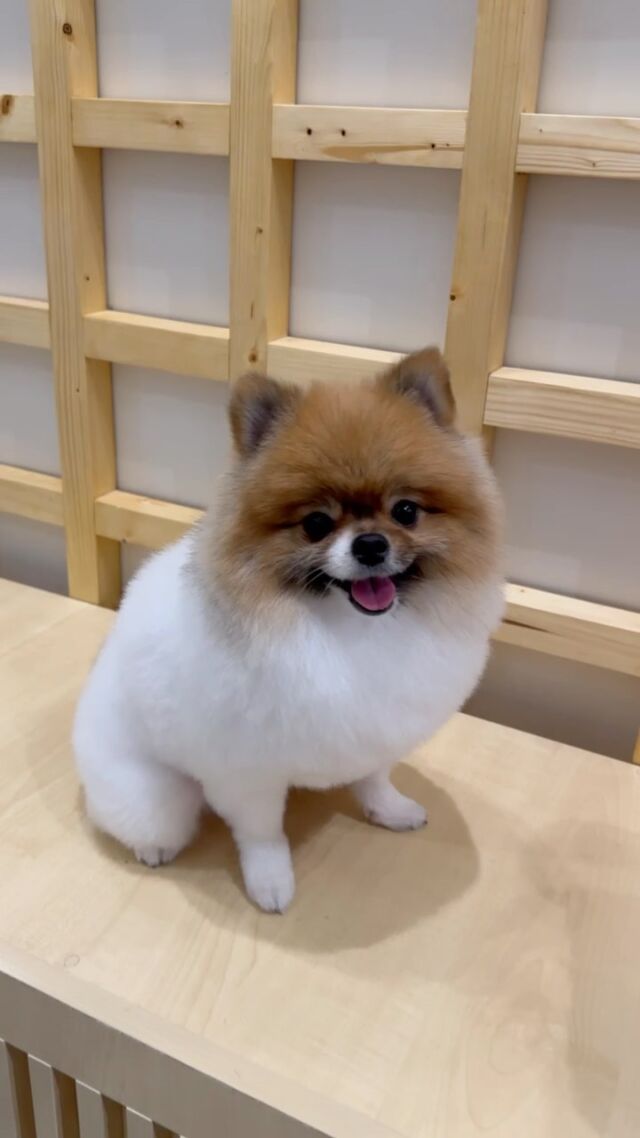 Y.P.F. Grooming Studio – Your Paws First!